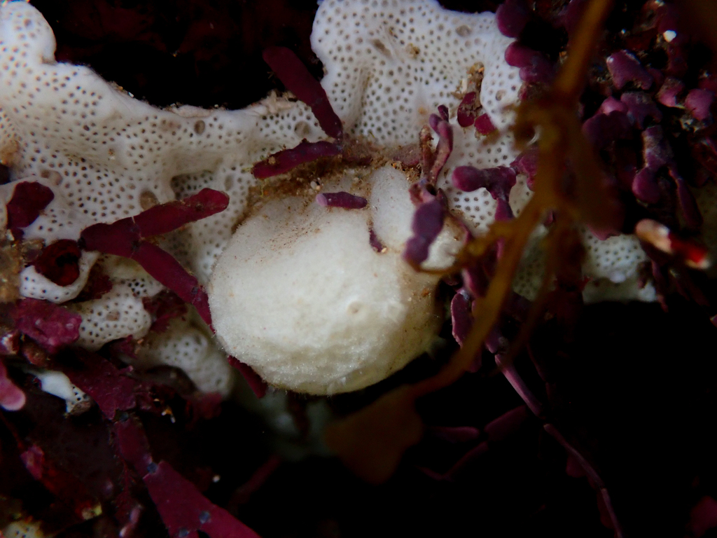 Calcareous Sponges from Toowoon Bay NSW, Australia on December 26, 2022 ...