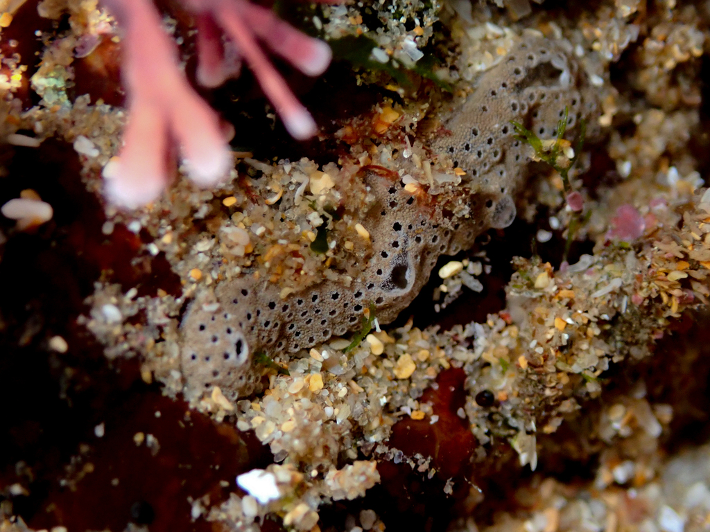Didemnum psammatodes from Toowoon Bay NSW, Australia on December 26 ...