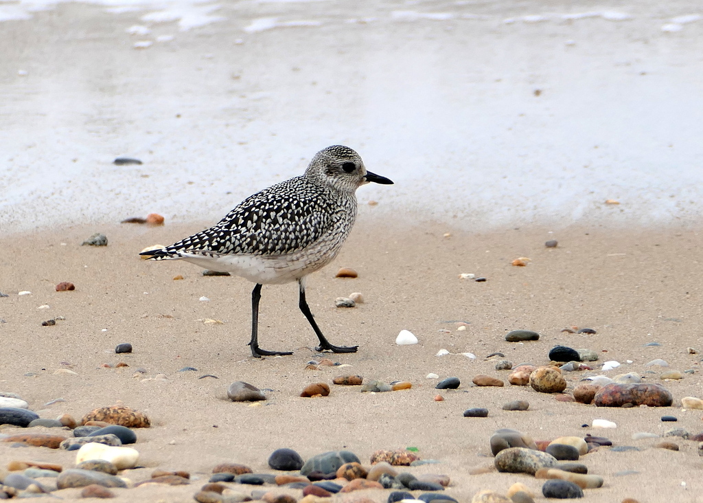 Black-bellied Plover from New Shoreham, RI 02807, USA on September 21 ...
