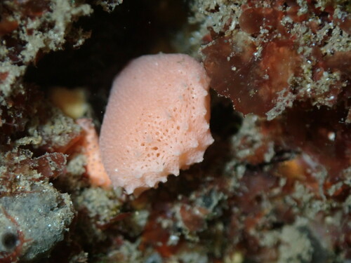 Clathrina luteoculcitella · iNaturalist