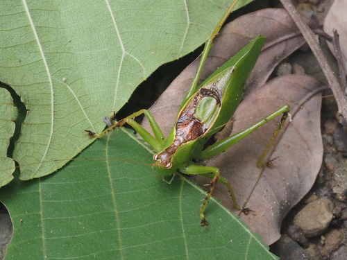 Hexacentrus formosanus · iNaturalist