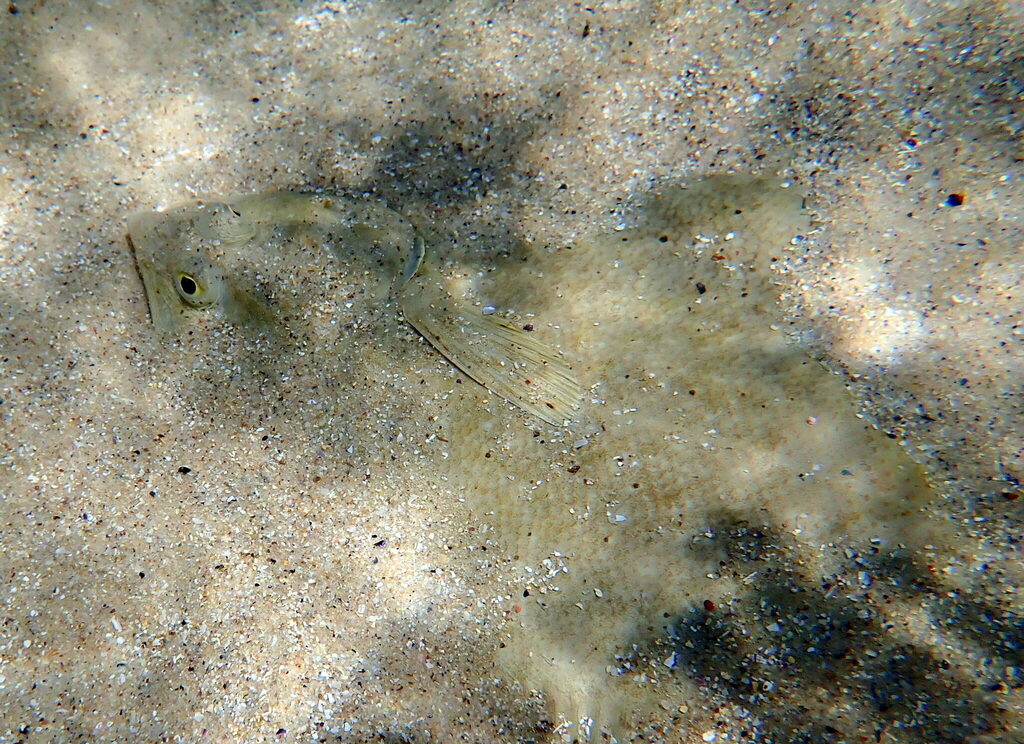 Greenback Flounder from Kingston Park, South Australia 5049, Australia ...