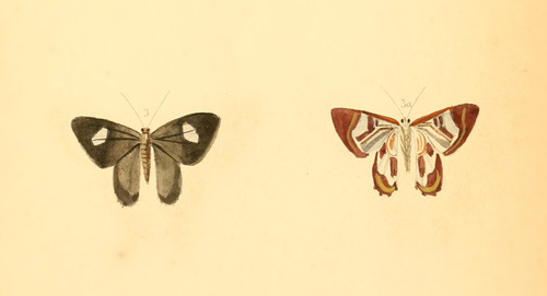 Erateina obscura · iNaturalist Mexico