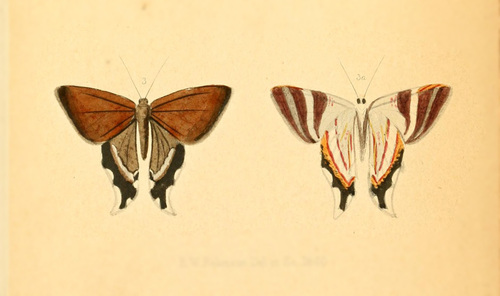 Erateina regina · iNaturalist