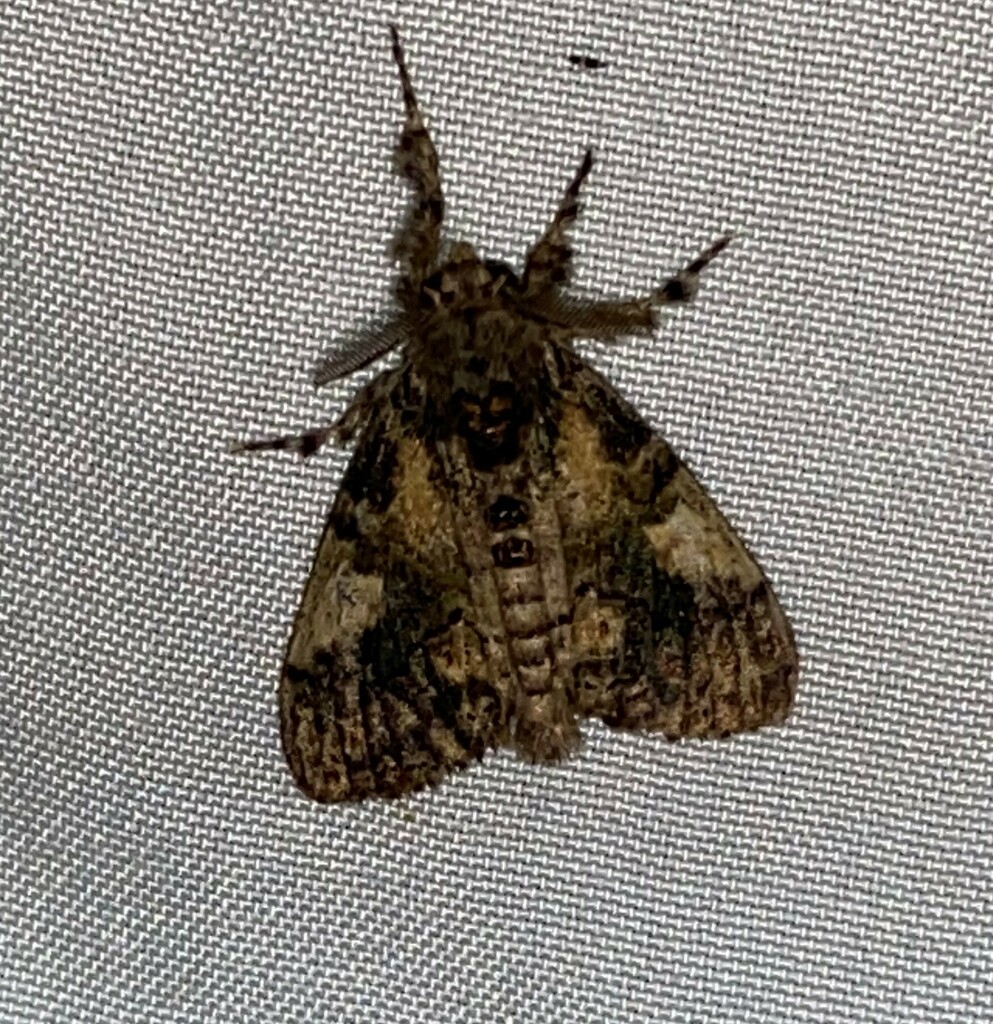 Southern Tussock Moth from Isaac Creek Campground, Monroe County, AL ...
