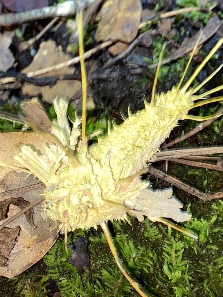 Akanthomyces from Isaac Creek Campground, Monroe County, AL, USA on ...