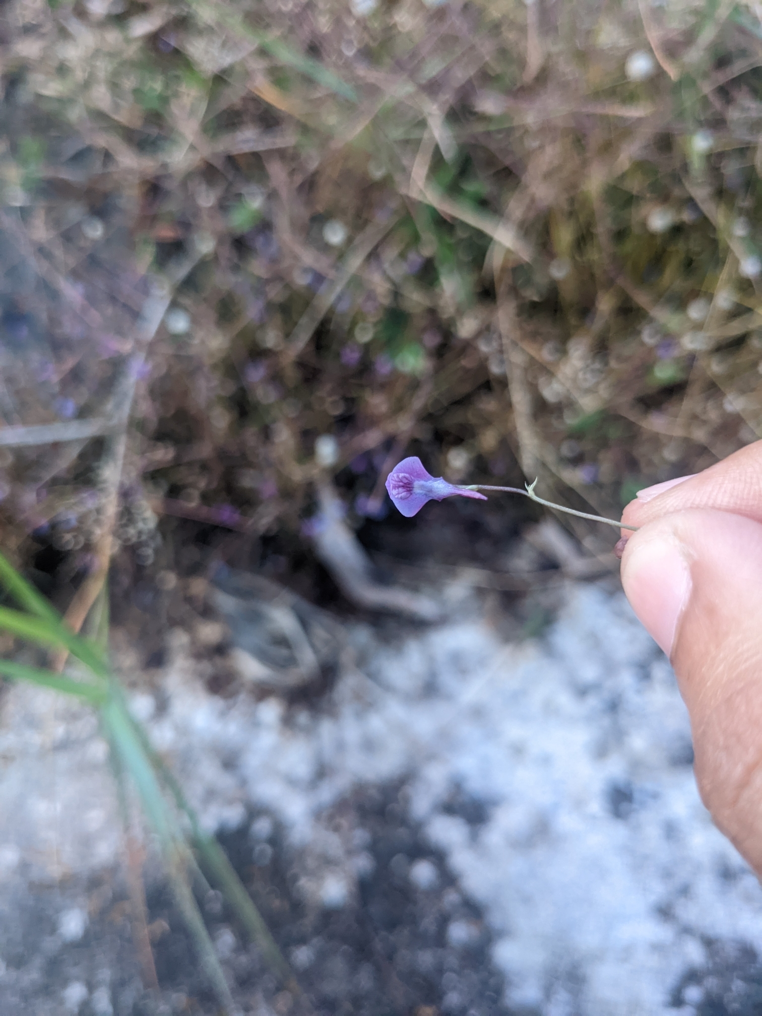 Utricularia reticulata Sm.