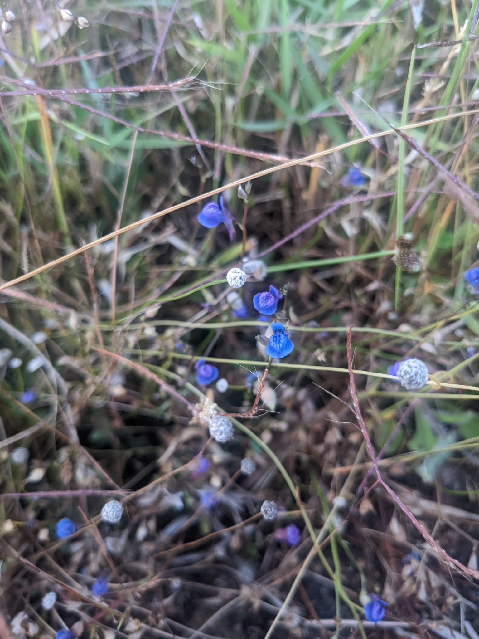 Utricularia reticulata Sm.