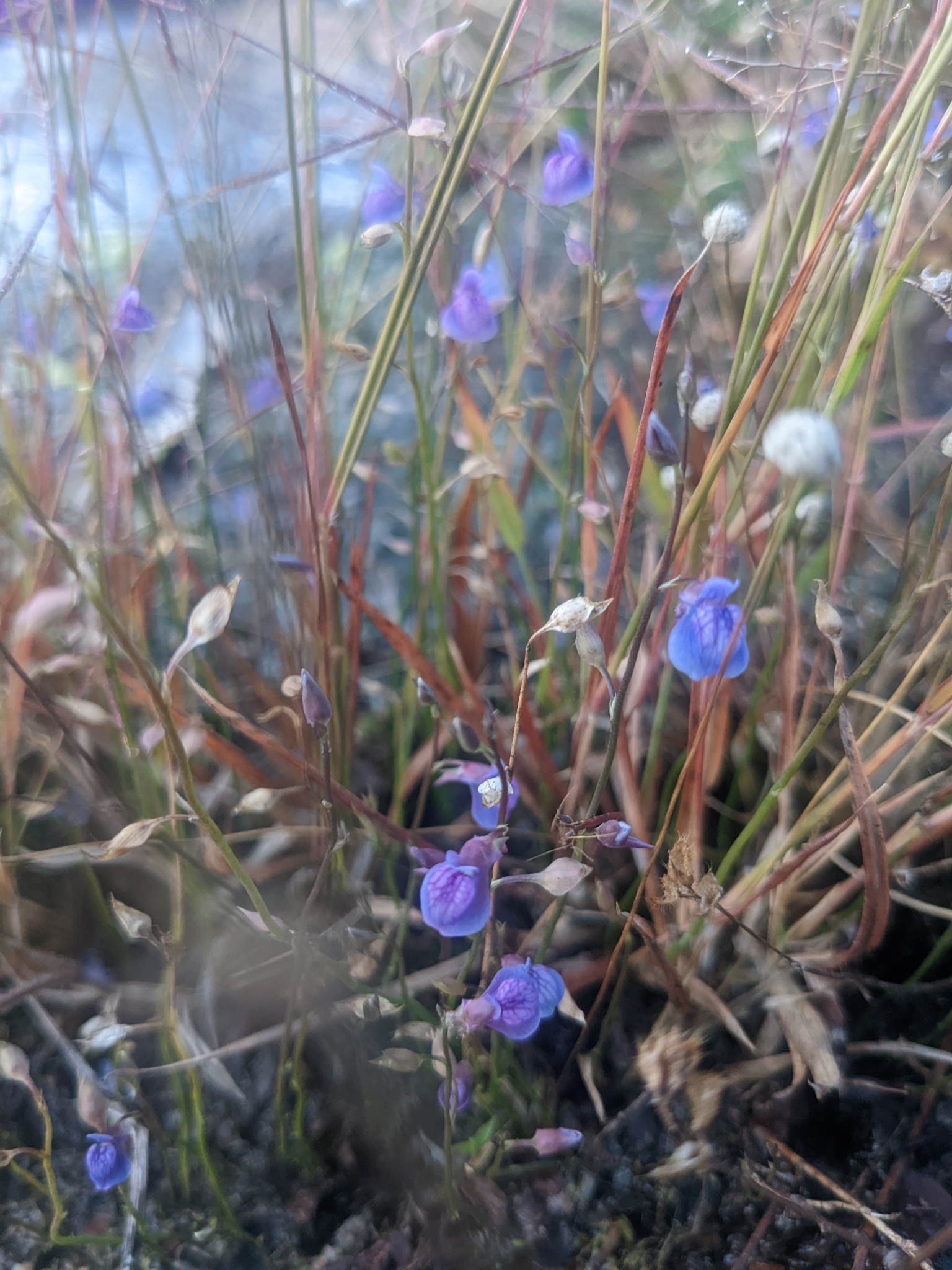 Utricularia reticulata Sm.