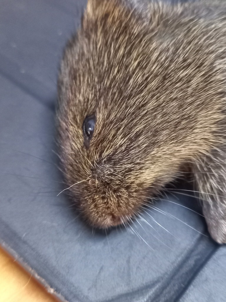 Angoni vlei rat from Sedibeng District Municipality, South Africa on ...