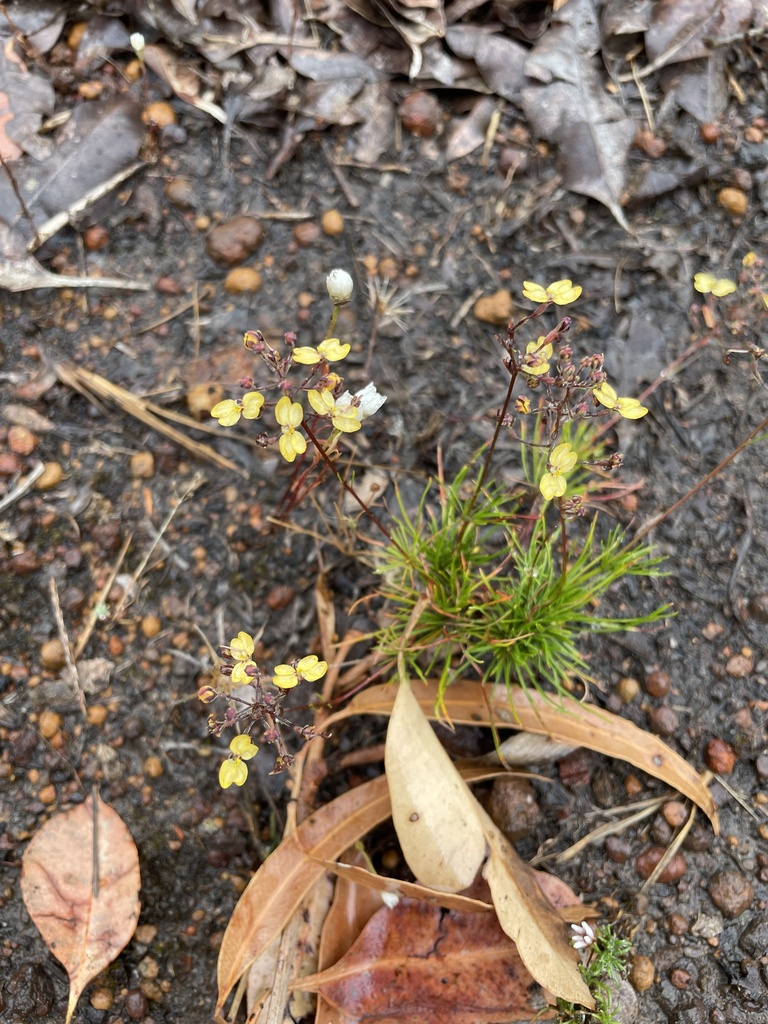 Donkey Triggerplant (Stylidium diuroides) - Botanical Realm
