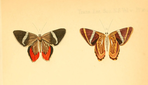 Erateina lineata · iNaturalist Mexico