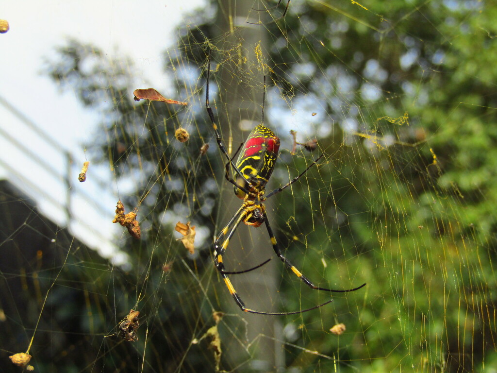 Joro Spider from Motoko, Kochi 781-7107, Japan on October 10, 2022 at ...