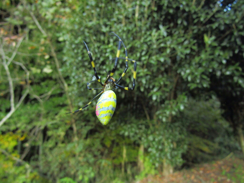 Joro Spider from Sugou, Kumakogen, Kamiukena District, Ehime 791-1205 ...