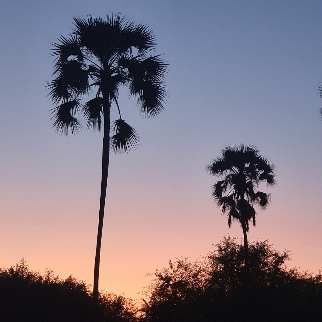 Makalani Palm from Hwange, Zimbabwe on November 18, 2022 at 06:53 PM by ...