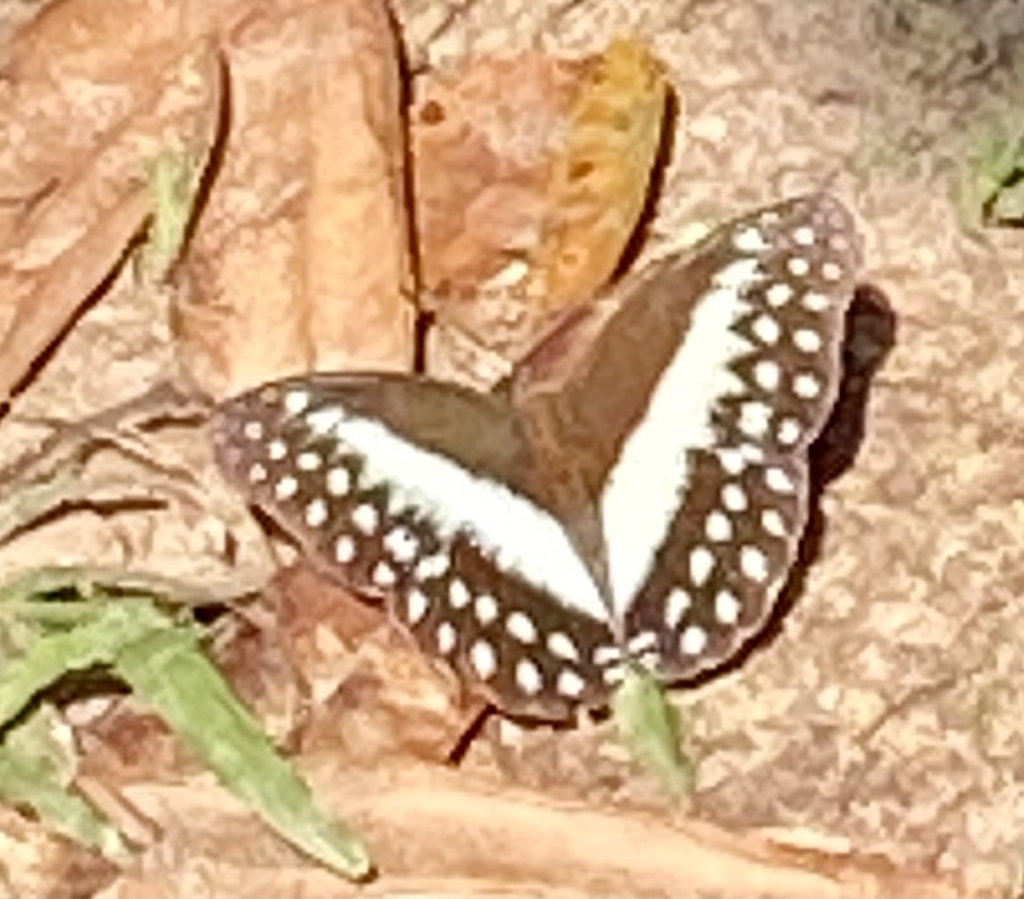 Cymothoe oemilius from Odzala-Kokoua National Park, Sangha, CG on ...