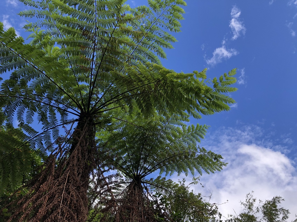 Alsophila spinulosa from 雙溪區, TW on November 27, 2022 at 09:12 AM by ...