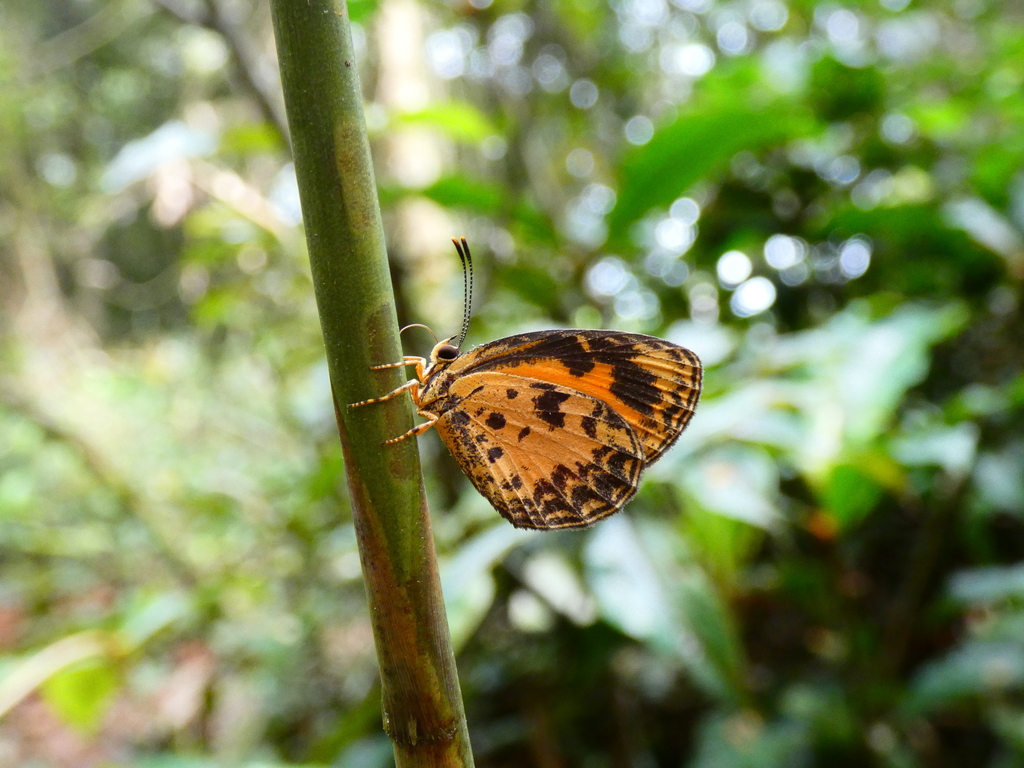 Liptena turbata from Bateke Plateau National Park - Mpassa Camp, Gabon ...