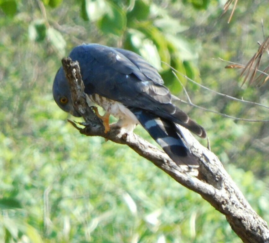 African Cuckoo-Hawk from Stentor 2, Ehlanzeni District Municipality ...