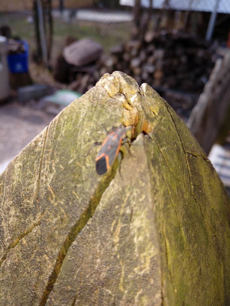 Eastern Boxelder Bug in December 2022 by planetlorak. Box elder trees ...