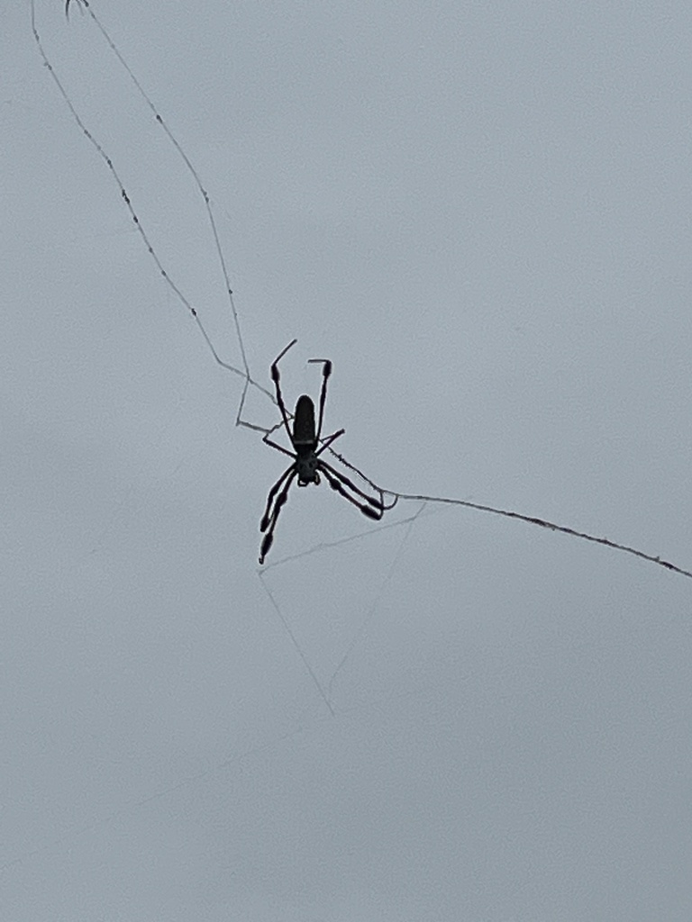 Golden Silk Spider from Vaca Key, Marathon, FL, US on December 26, 2022 ...