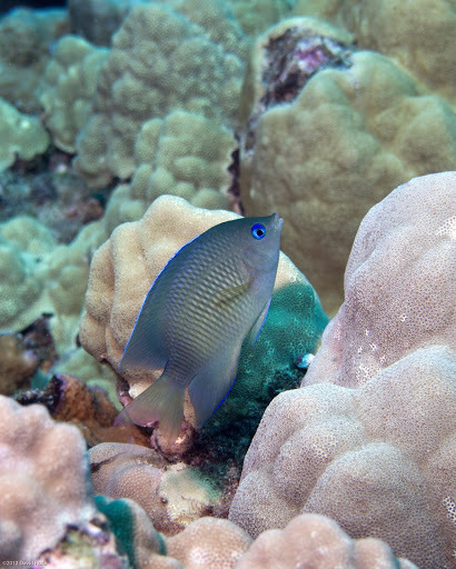 Blue-eye Damsel (Plectroglyphidodon johnstonianus) - Marine Life ...