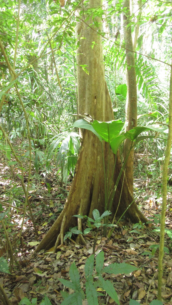 Terminalia oblonga from 9.091417, -79.652239 on December 25, 2022 by ...