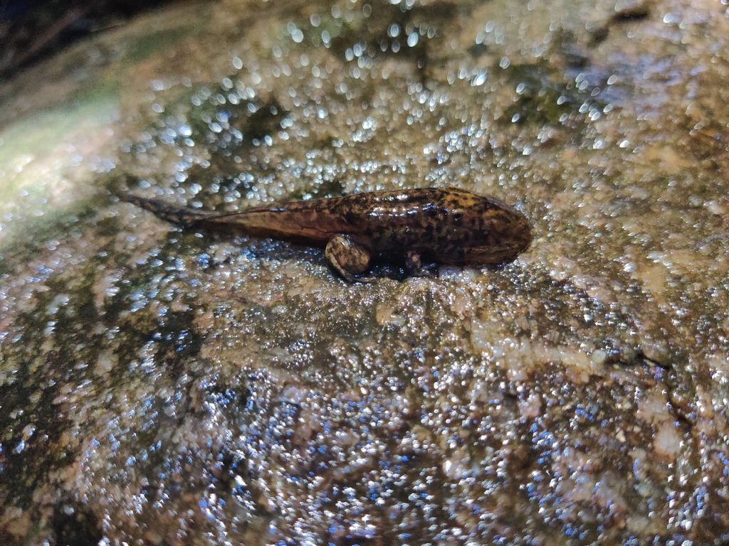 Purple Frog in August 2019 by Manav · iNaturalist