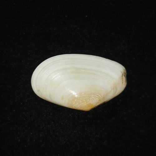 Genus Hanleyanus · iNaturalist