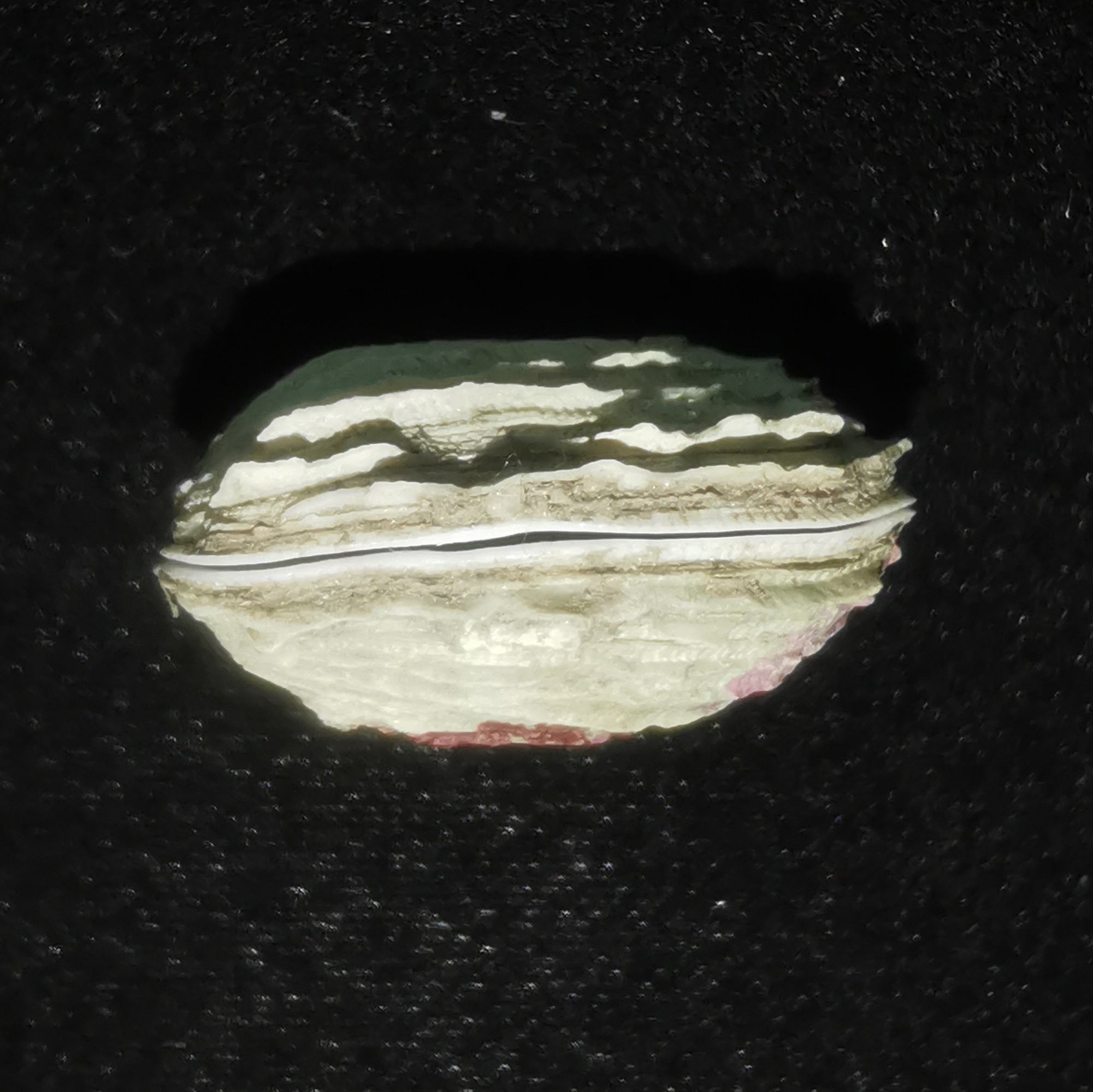 Irus irus (Linnaeus, 1758)