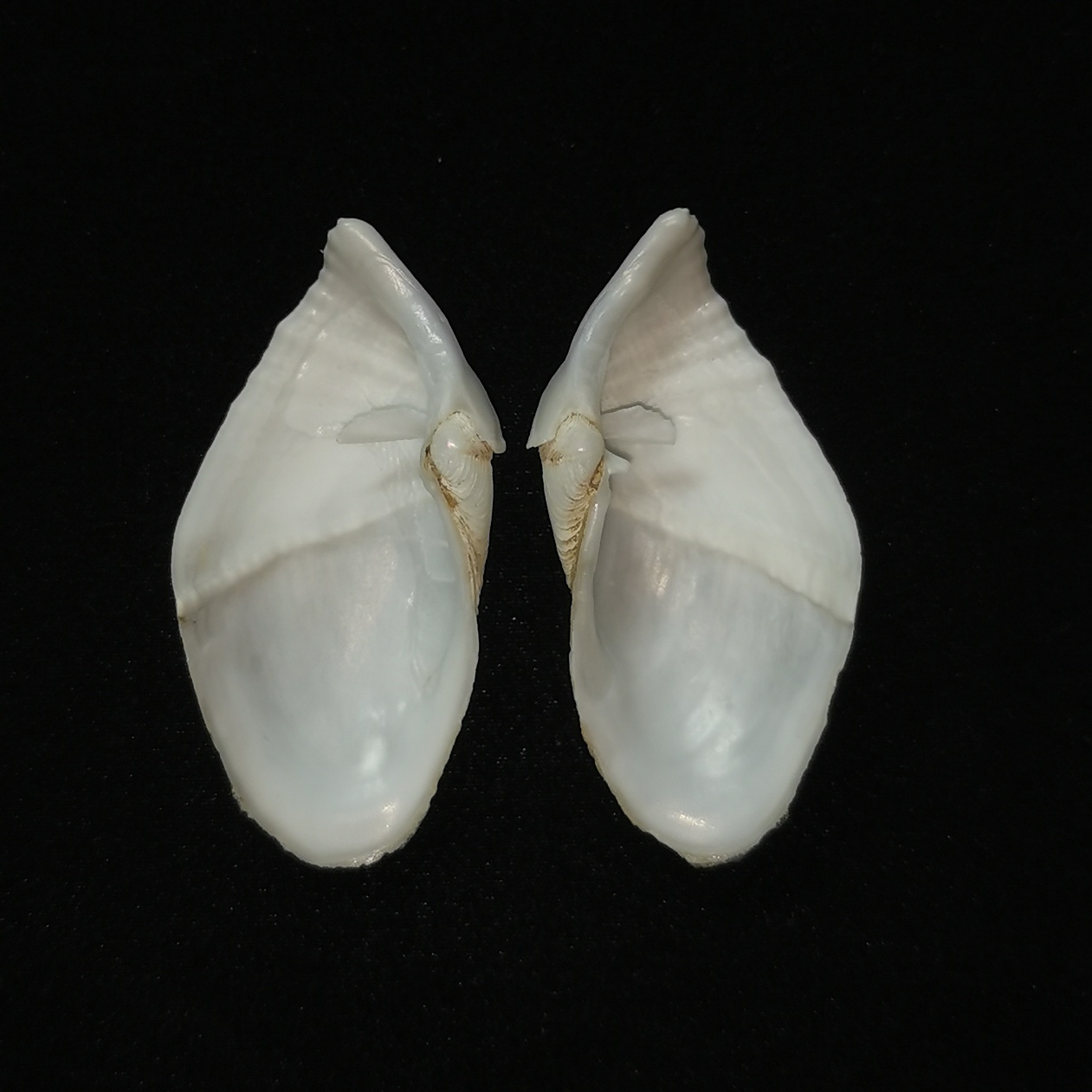 Penitella Valenciennes, 1846