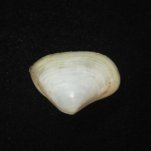 Genus Mactrinula · iNaturalist