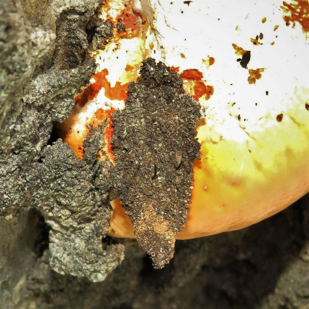 Australian bag moth from Bermagui NSW 2546, Australia on December 25 ...