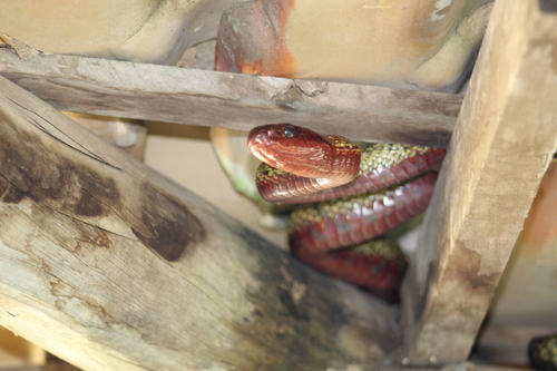 Amazon Puffing Snake (Spilotes sulphureus) - Snakes and Lizards