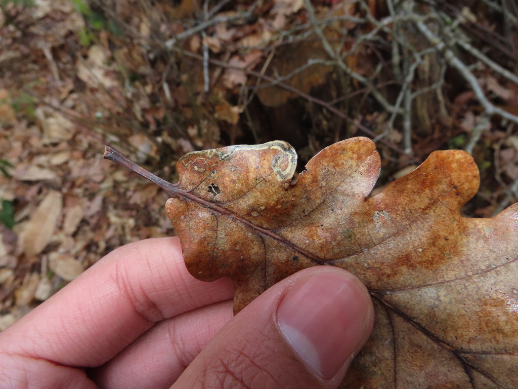 Stigmella from 4205 Zgornja Bela, Slovenia on December 26, 2022 at 12: ...