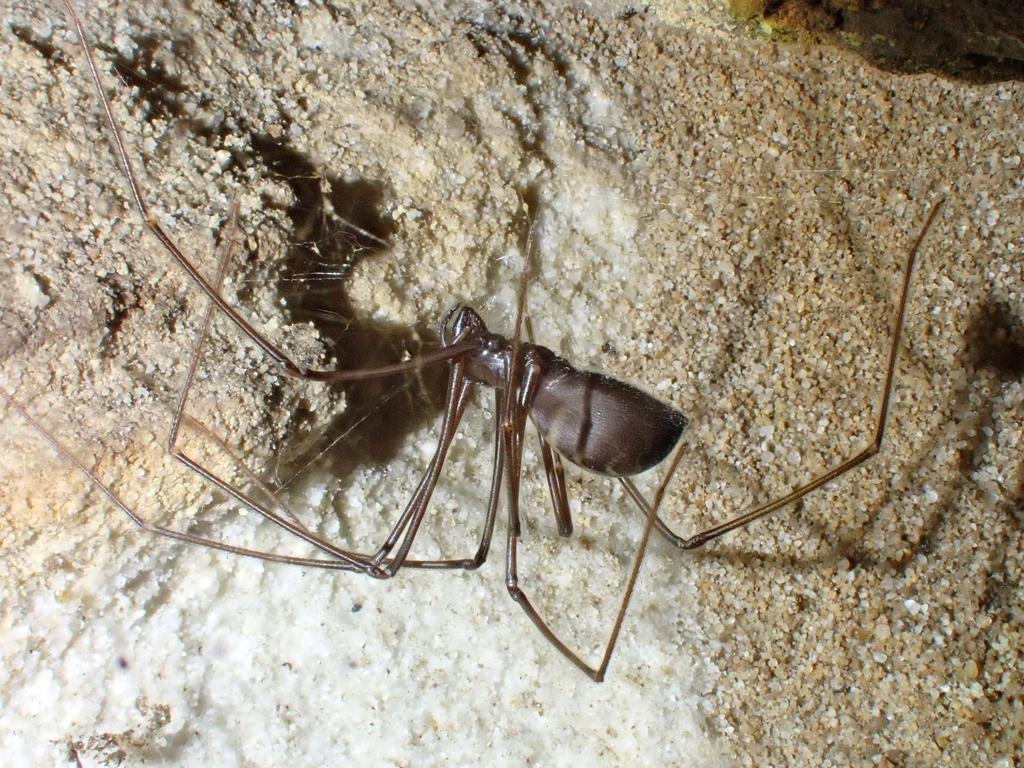 Peninsula False-Violin Spider from Clovelly, Cape Town, 7975, South ...