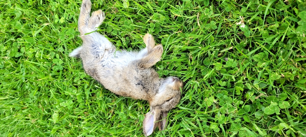 European Rabbit from Nukuhau, Taupō, New Zealand on December 26, 2022 ...