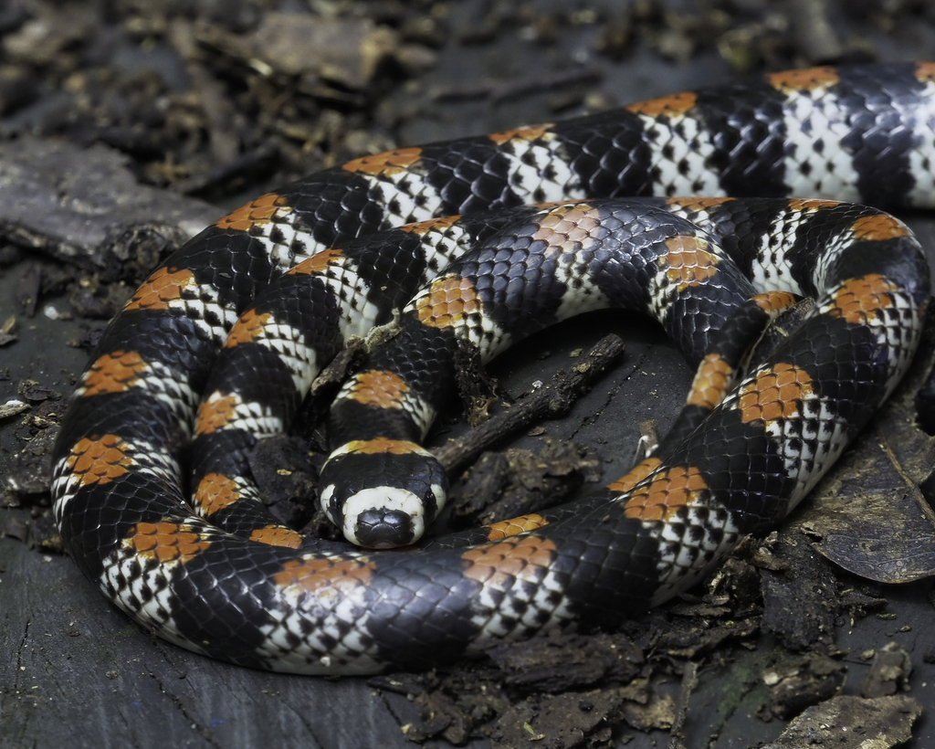 Black-banded Snake from Guanacaste Province, Costa Rica on June 19 ...