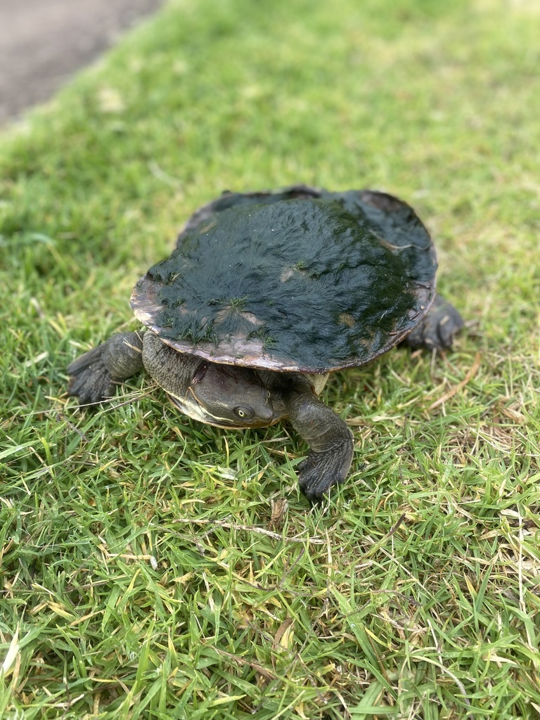 Eastern Short-necked Turtle from West Creek Park, Kearneys Spring, QLD ...