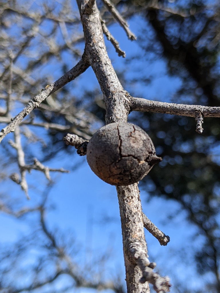 Mealy oak gall wasp from Burnet County, TX, USA on December 26, 2022 at ...