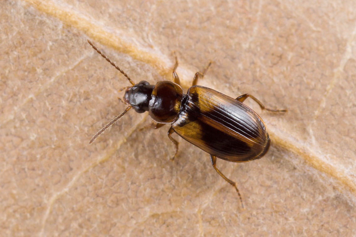 Acupalpus maculatus (Schaum, 1860)