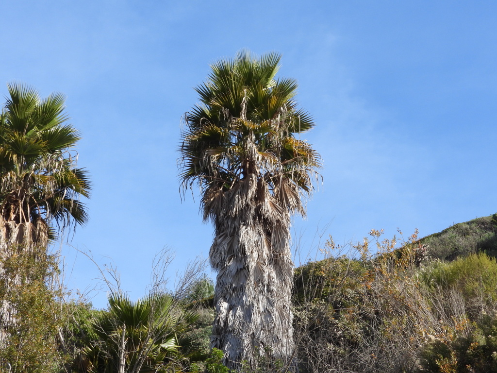 Palma blanca (Plantas Parque Revolución, Ensenada) · iNaturalist