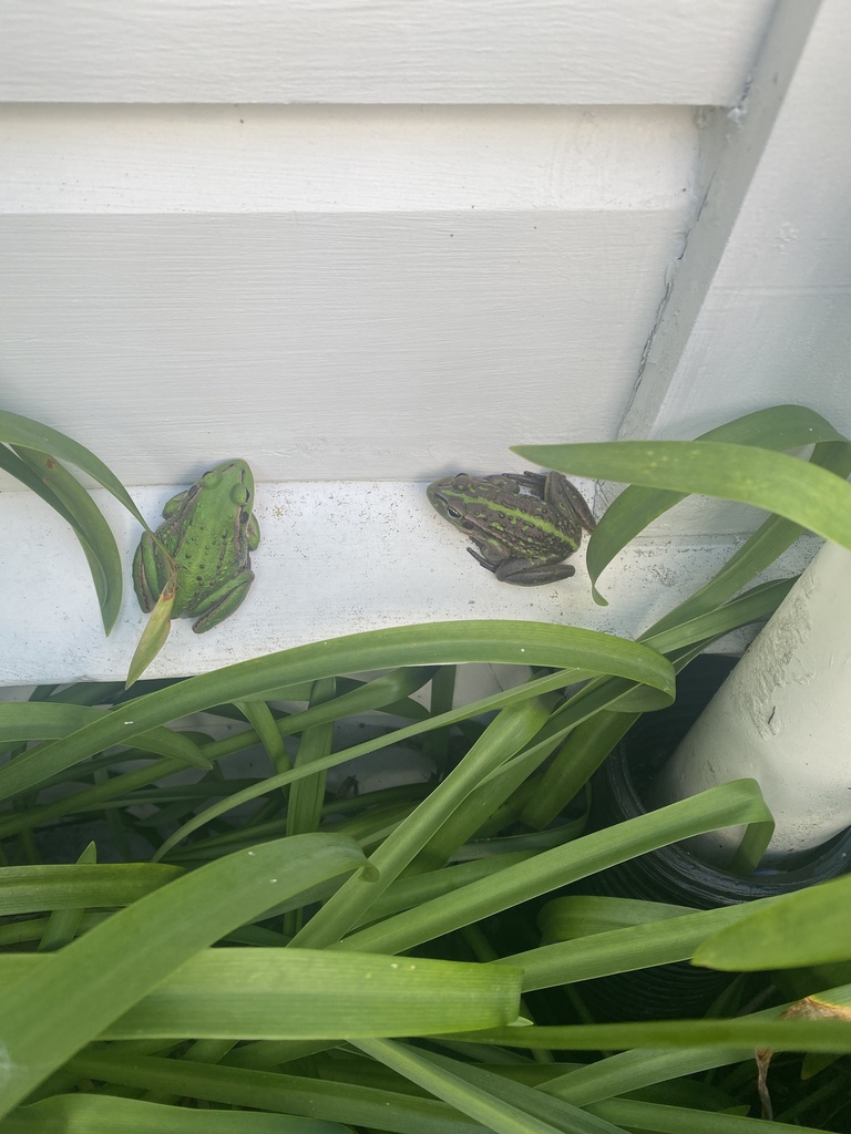 Southern Bell Frog from Te Ika-a-Māui/North Island, Haumoana, Hawke's ...