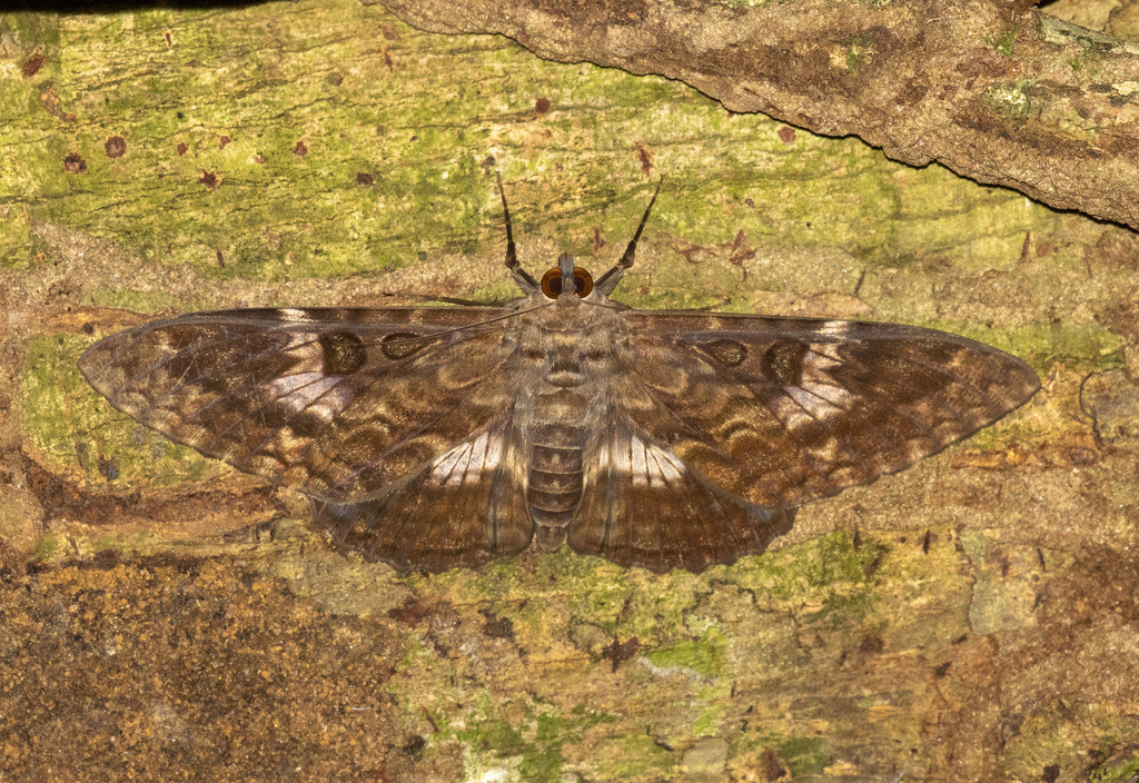 Letis specularis from Santa Rita - PB, Brasil on December 26, 2022 at ...