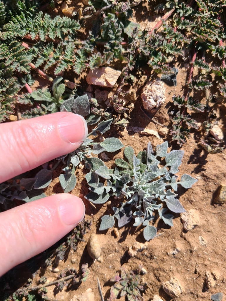 bladderpods from Plains, TX 79355, USA on December 26, 2022 at 02:21 PM ...