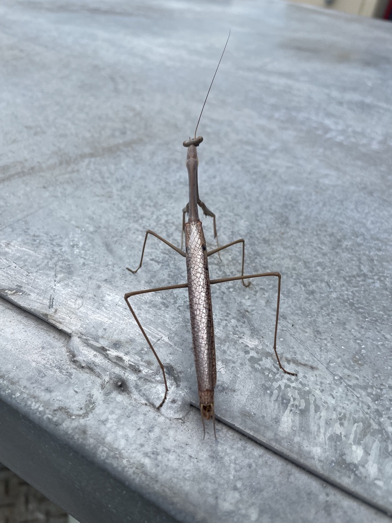 Australian Stick Mantis from Cook Ct, North Lakes, QLD, AU on December ...