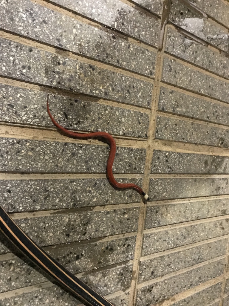 Equatorial Mussurana from Yarumal, Rionegro, Antioquia, CO on December ...