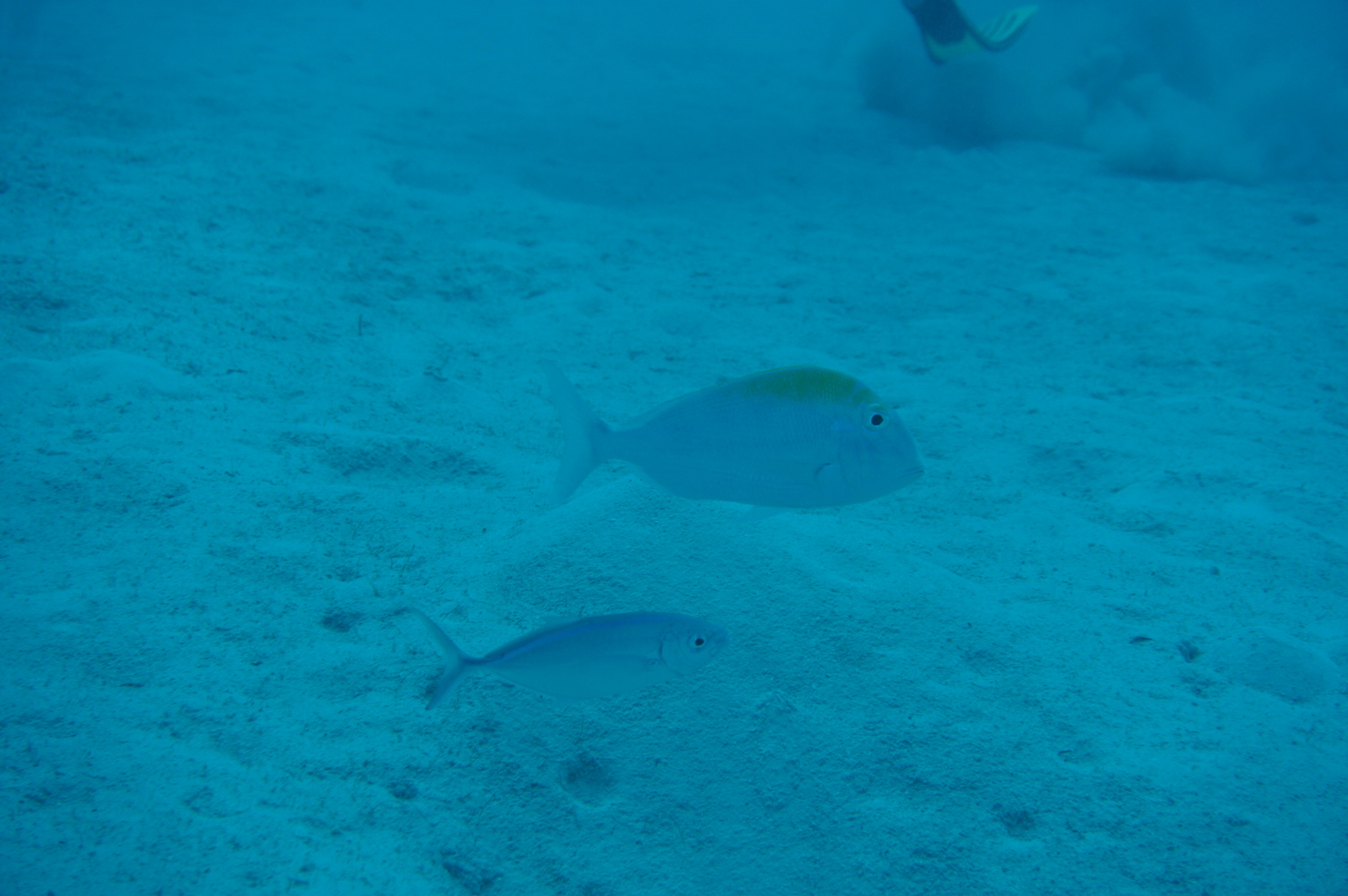 Calamus pennatula Guichenot, 1868