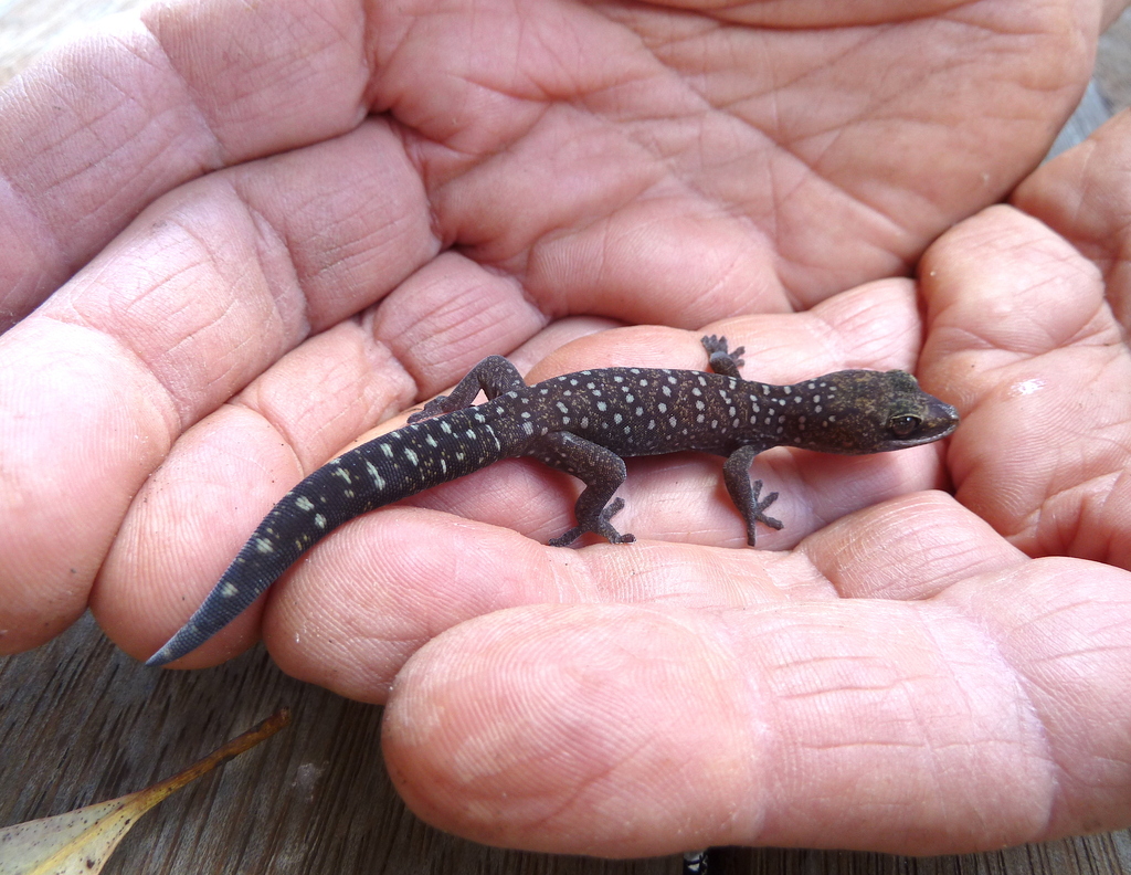 Southern Spotted Velvet Gecko in September 2020 by Hanneke Nooren ...