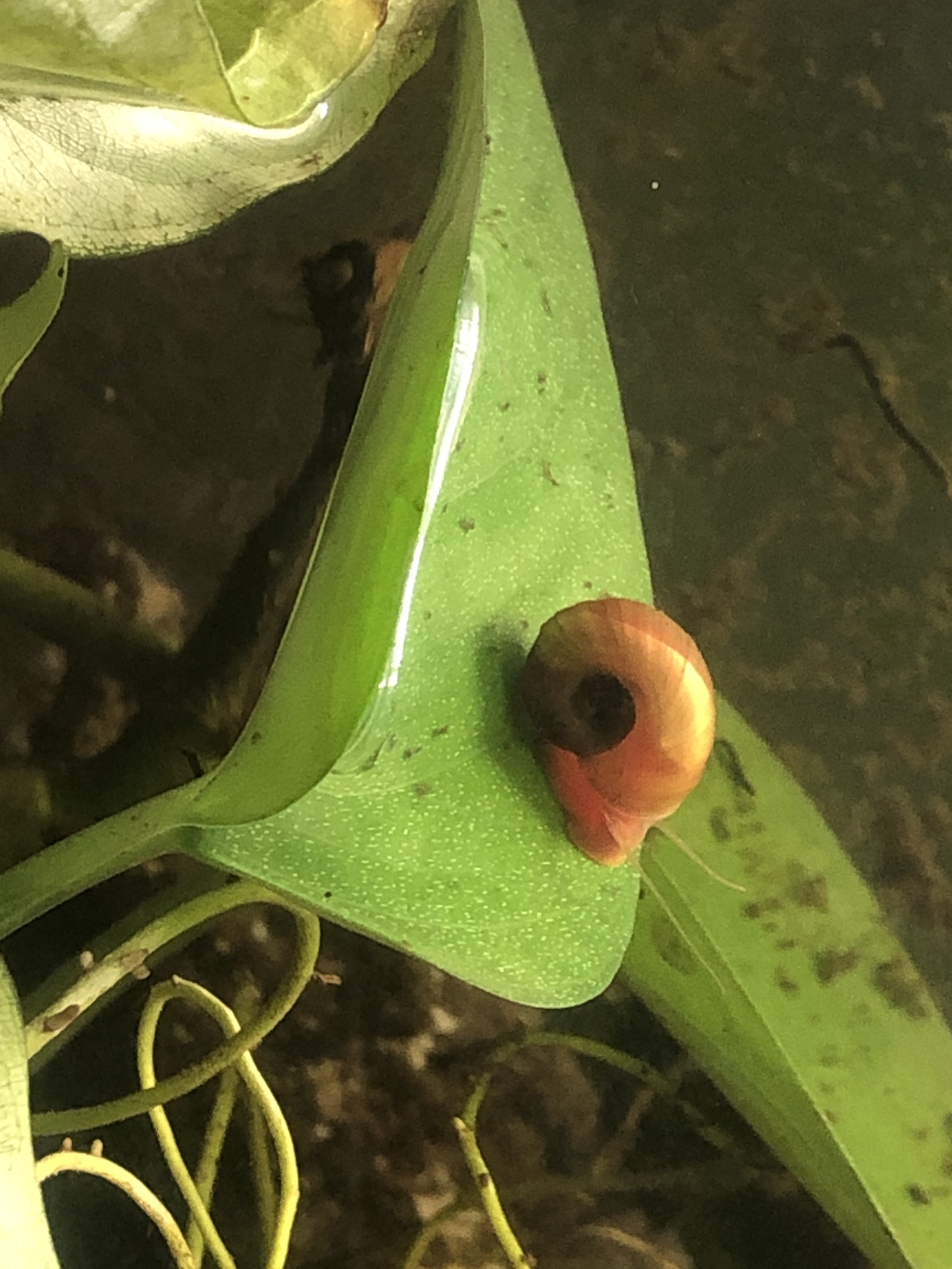 Indoplanorbis Annandale & Prashad, 1921